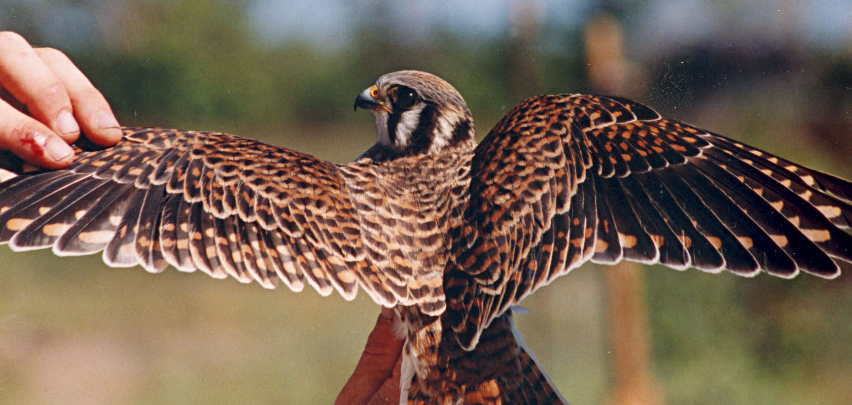 Rain Don’t Stop Kestrels!