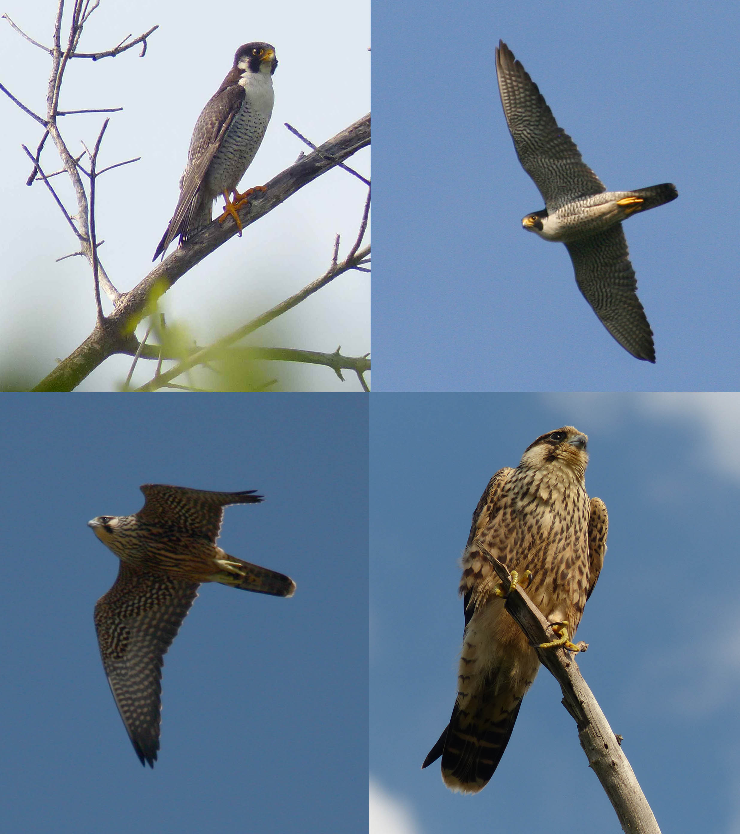 Another Record Peregrine Falcon Count!